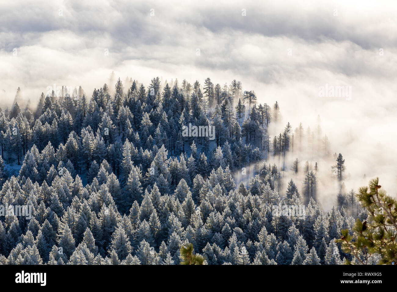 Full frame shot of foggy inversion and pogonip hoarfrosted trees in ...