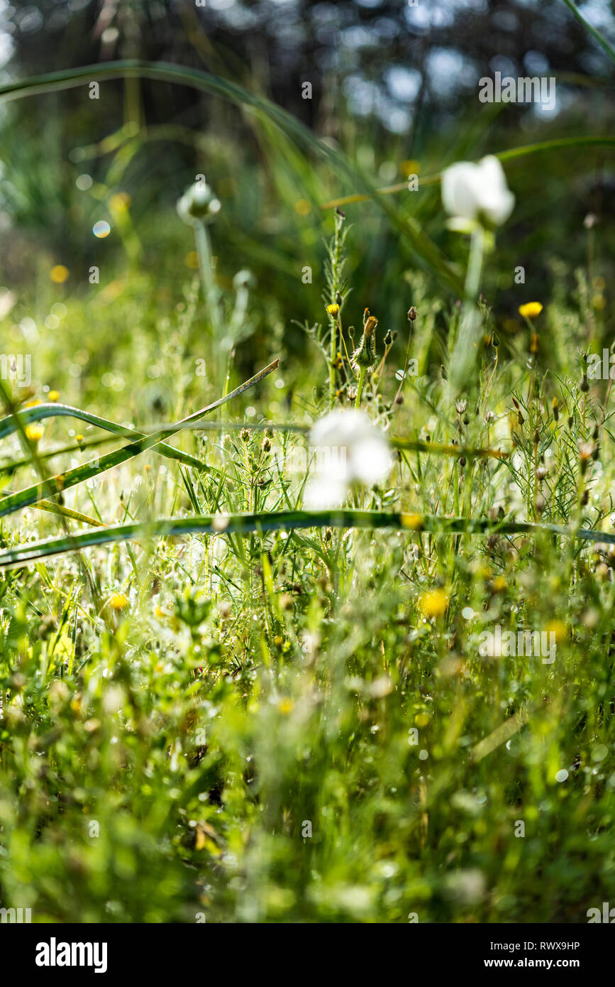 Morning dew forest wild herbs plants and grass Stock Photo - Alamy