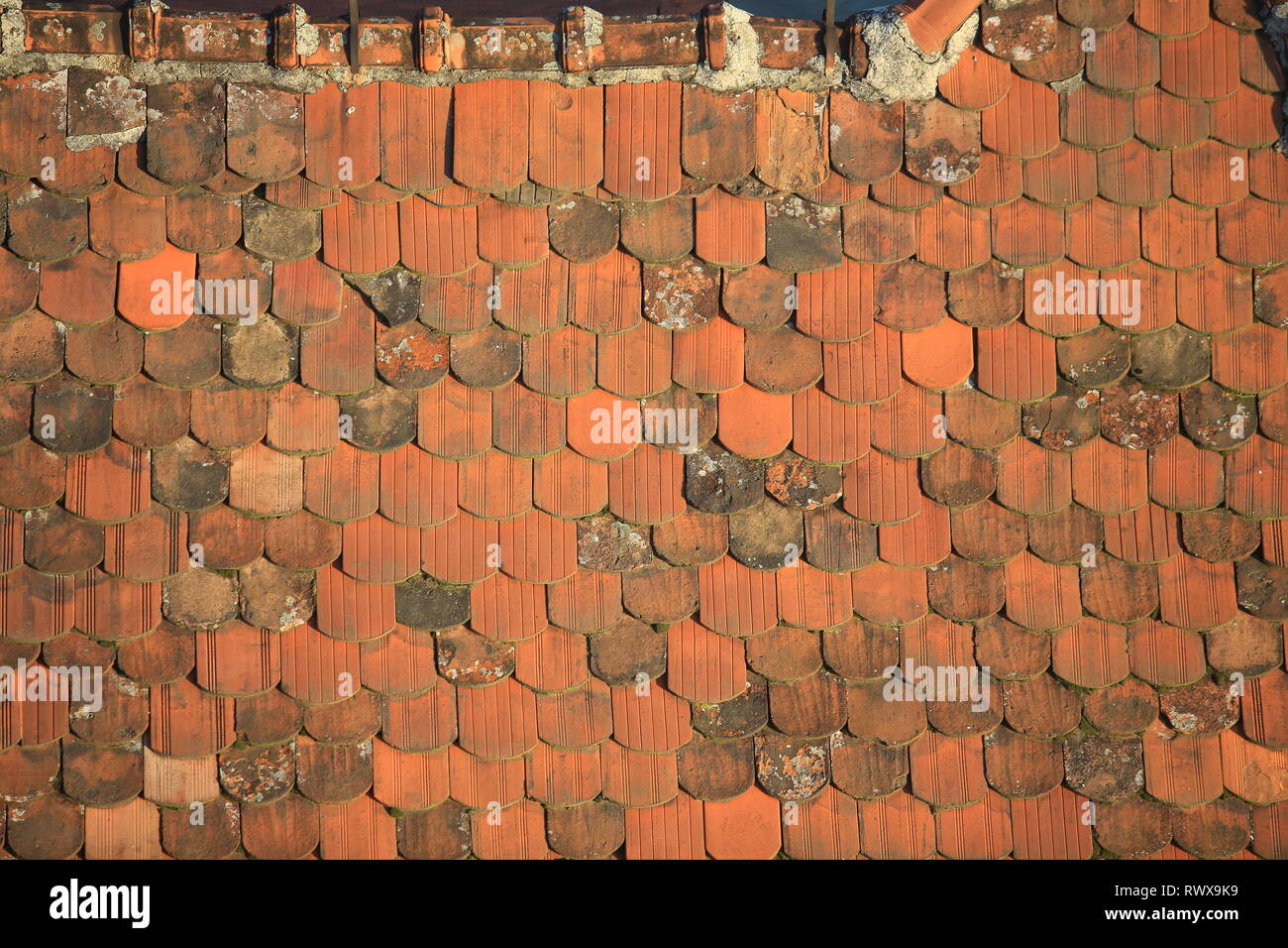 Root tile hi-res stock photography and images - Alamy