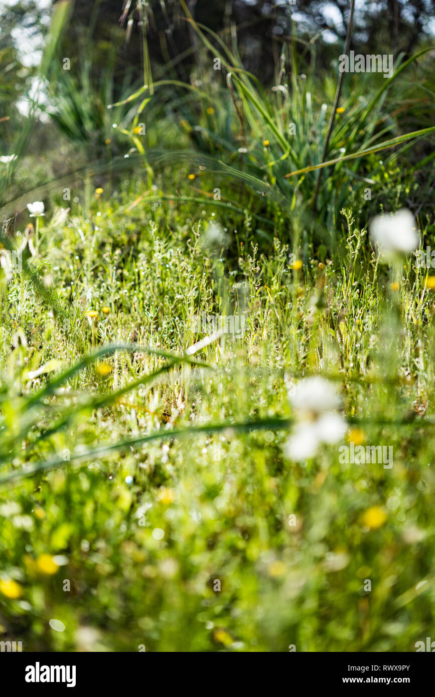Morning dew forest wild herbs plants and grass Stock Photo - Alamy