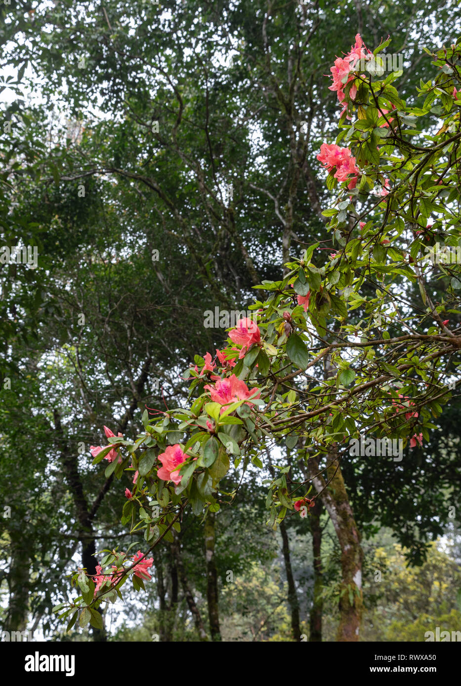 Tree rhododendron rhododendron arboreum hi-res stock photography and ...