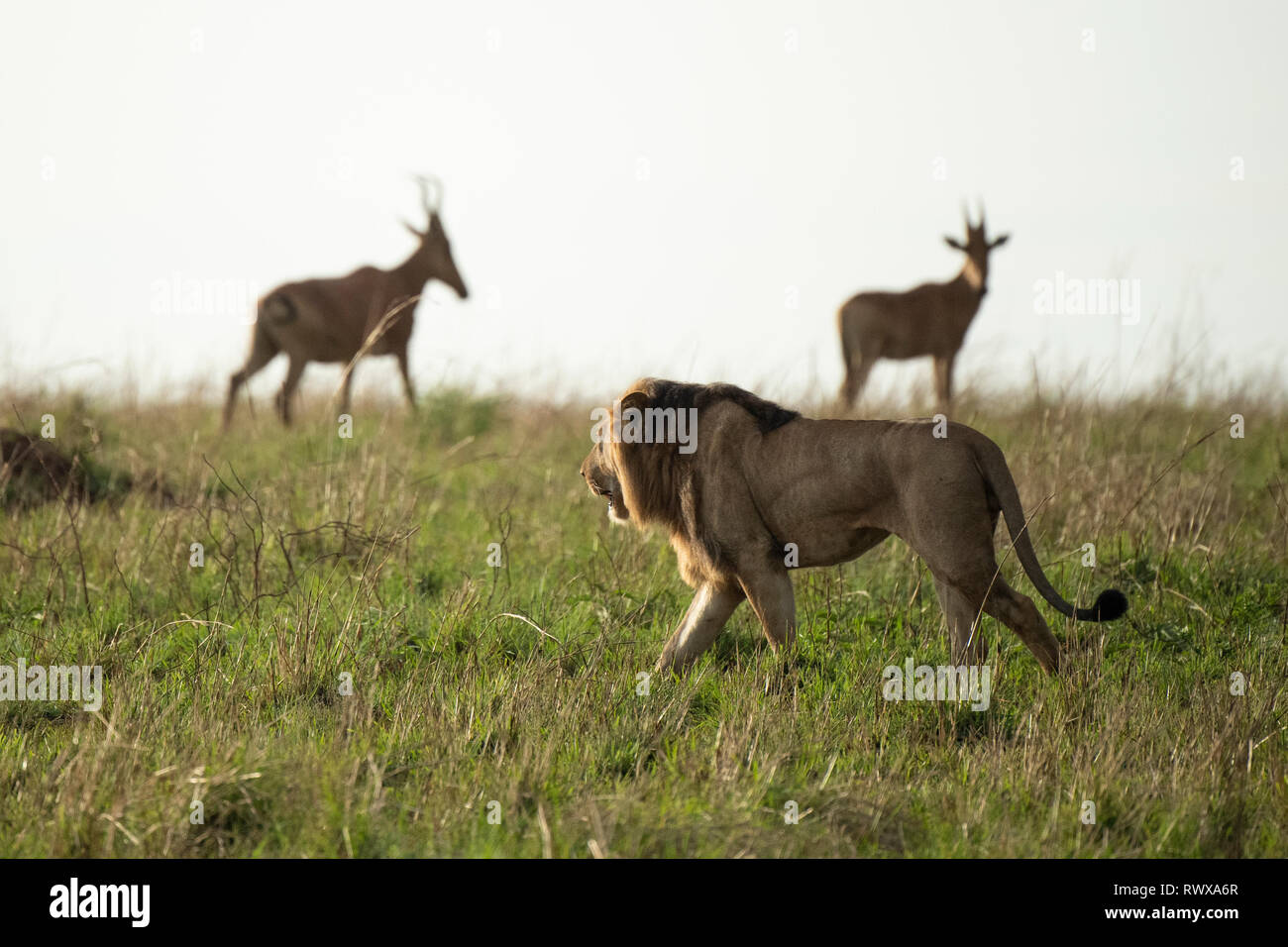 African lion hunting hi-res stock photography and images - Alamy