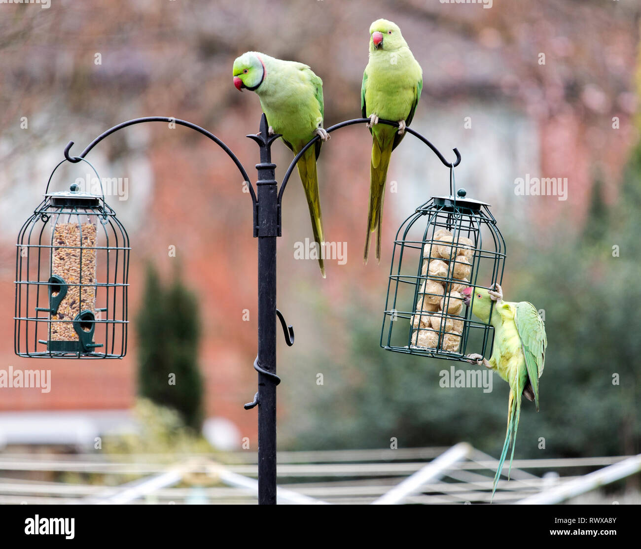 Food for parakeets hi-res stock photography and images - Alamy