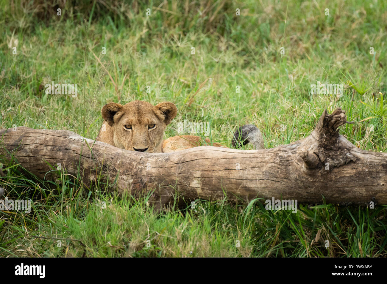 Lion hiding behind hi-res stock photography and images - Alamy