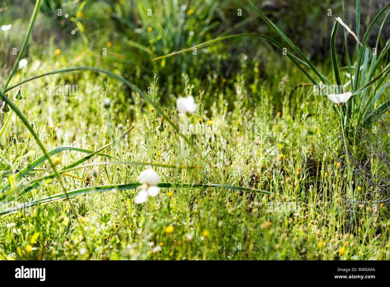 Morning dew forest wild herbs plants and grass Stock Photo - Alamy
