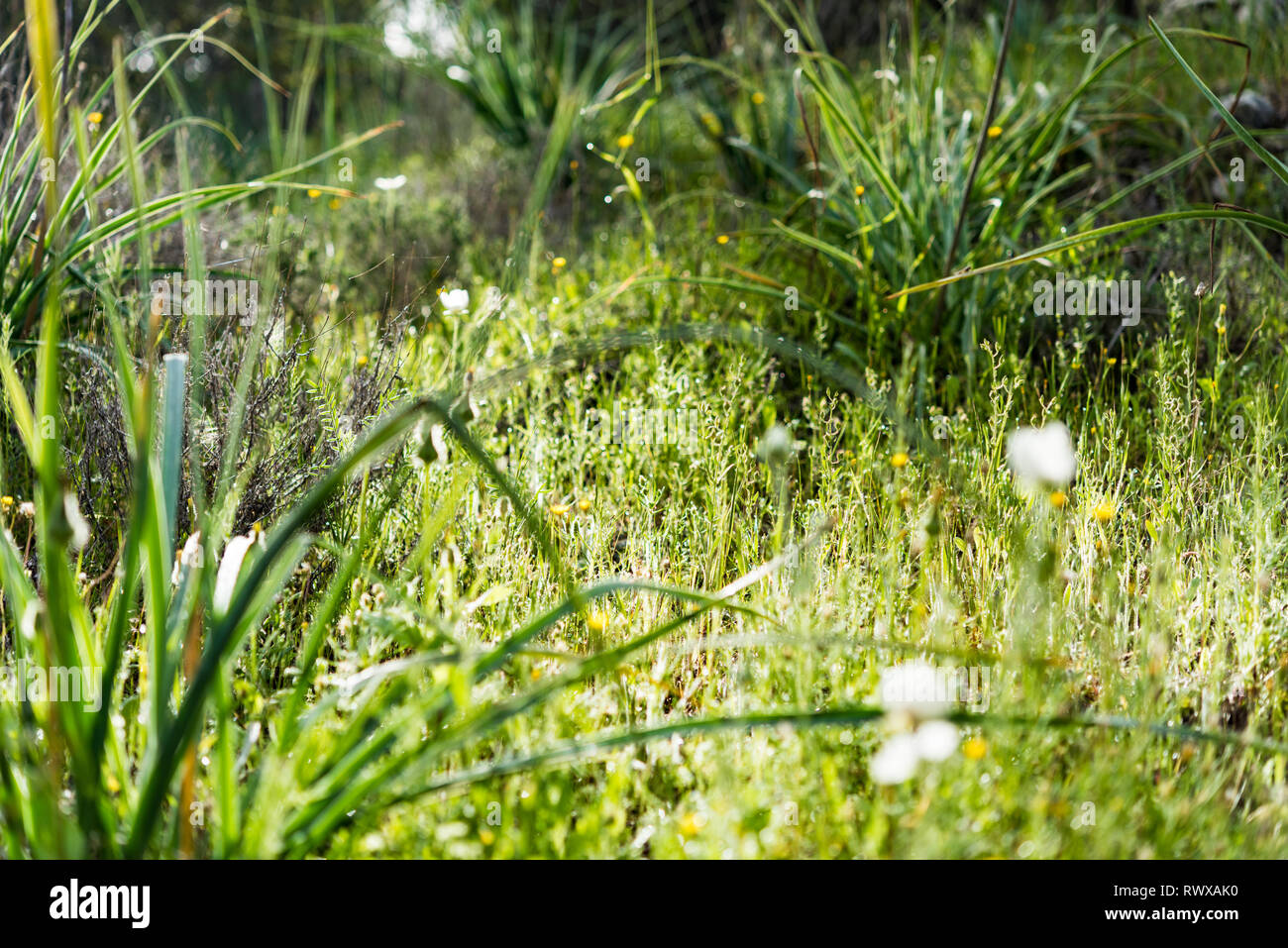 Morning dew forest wild herbs plants and grass Stock Photo - Alamy