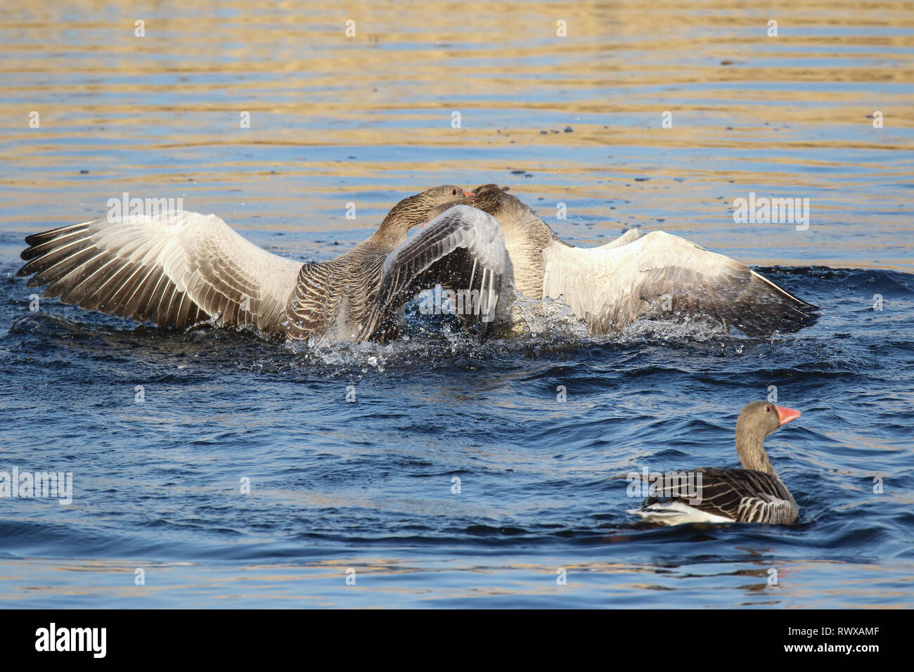 Sea geese hi-res stock photography and images - Alamy
