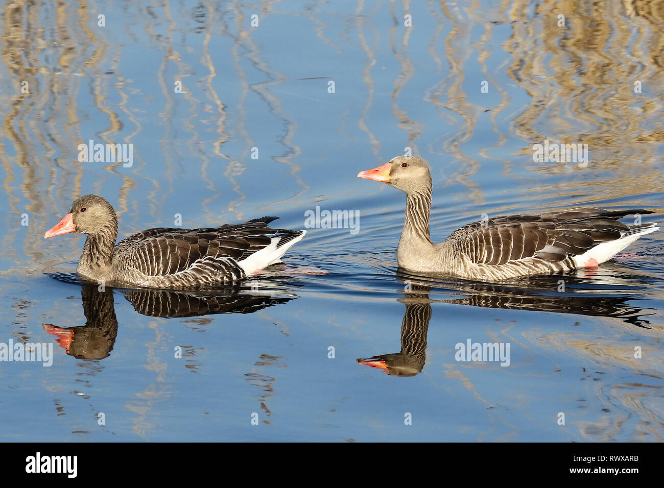 Sea geese hi-res stock photography and images - Alamy