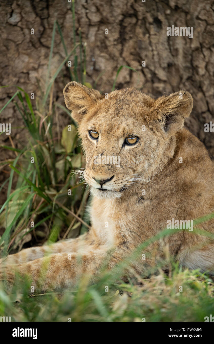 Lion cub, Kidepo Valley National Park, Uganda Stock Photo - Alamy