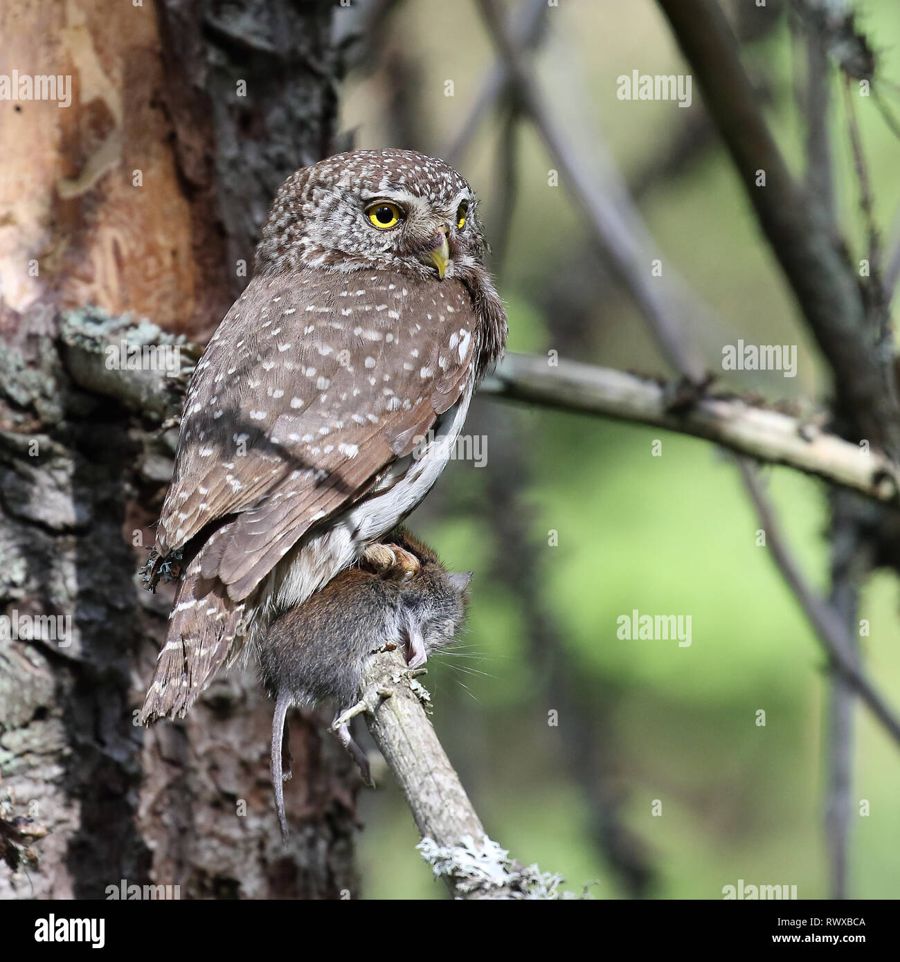 Eurasian Pygmy Owl Stock Photo - Alamy