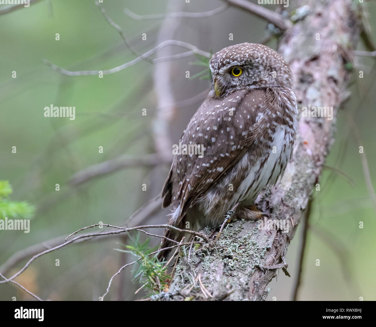 Pygmy eagle hi-res stock photography and images - Alamy