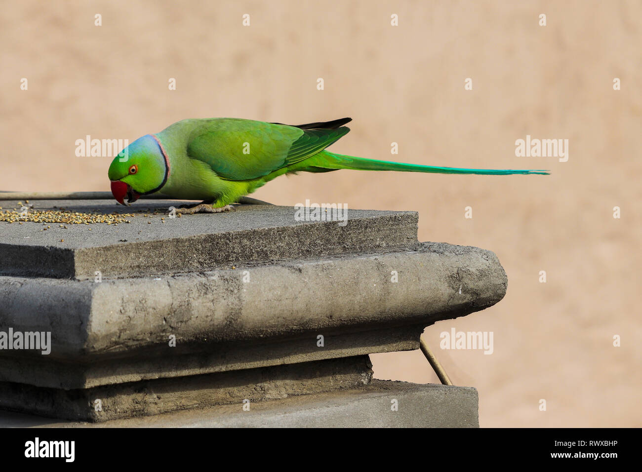 Parrot house hi-res stock photography and images - Alamy
