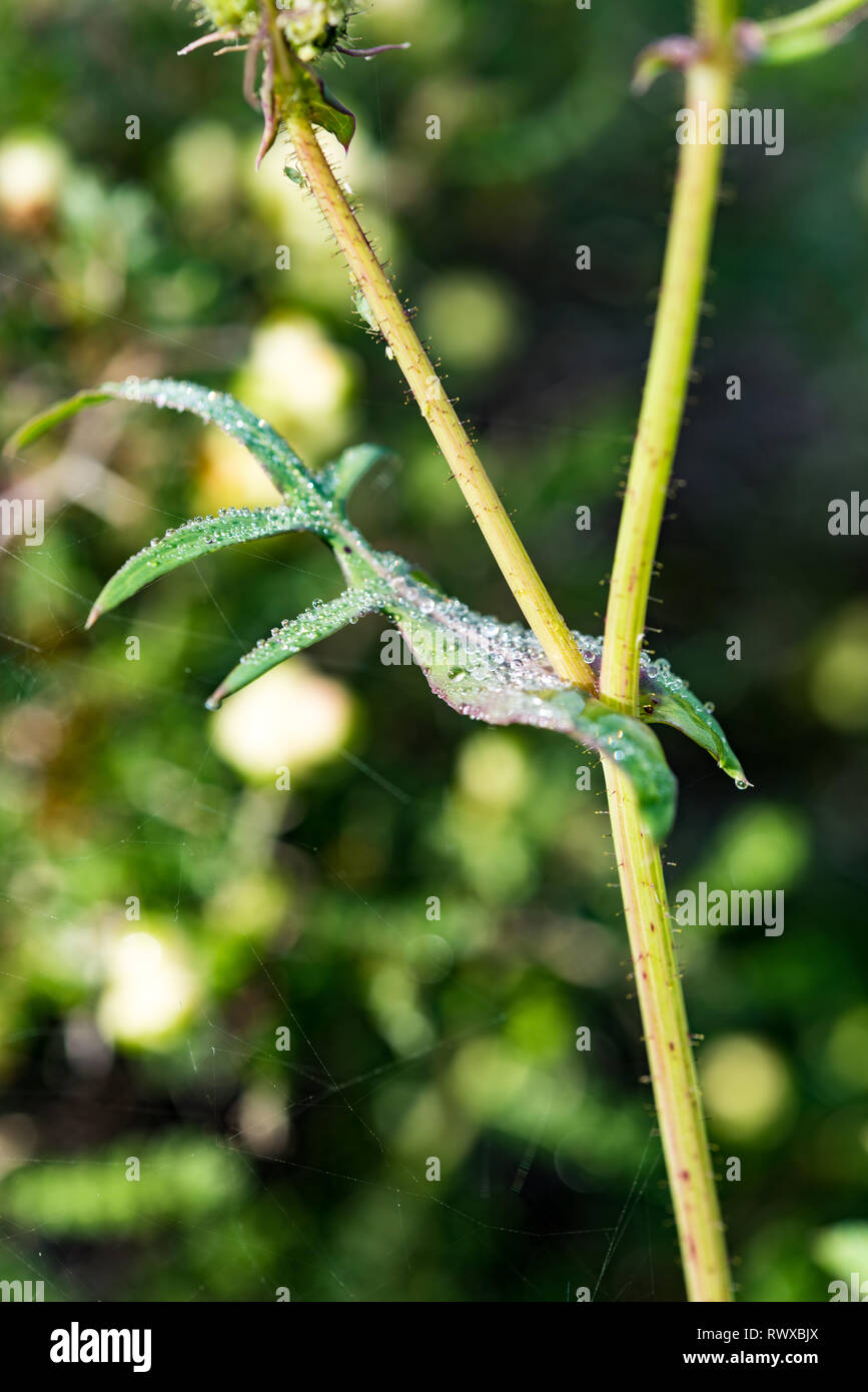 Morning dew forest wild herbs plants and grass Stock Photo - Alamy