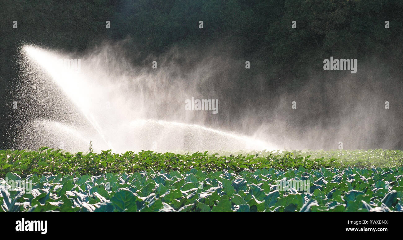 Water sprinkler system in the morning sun on a plantation Stock Photo ...