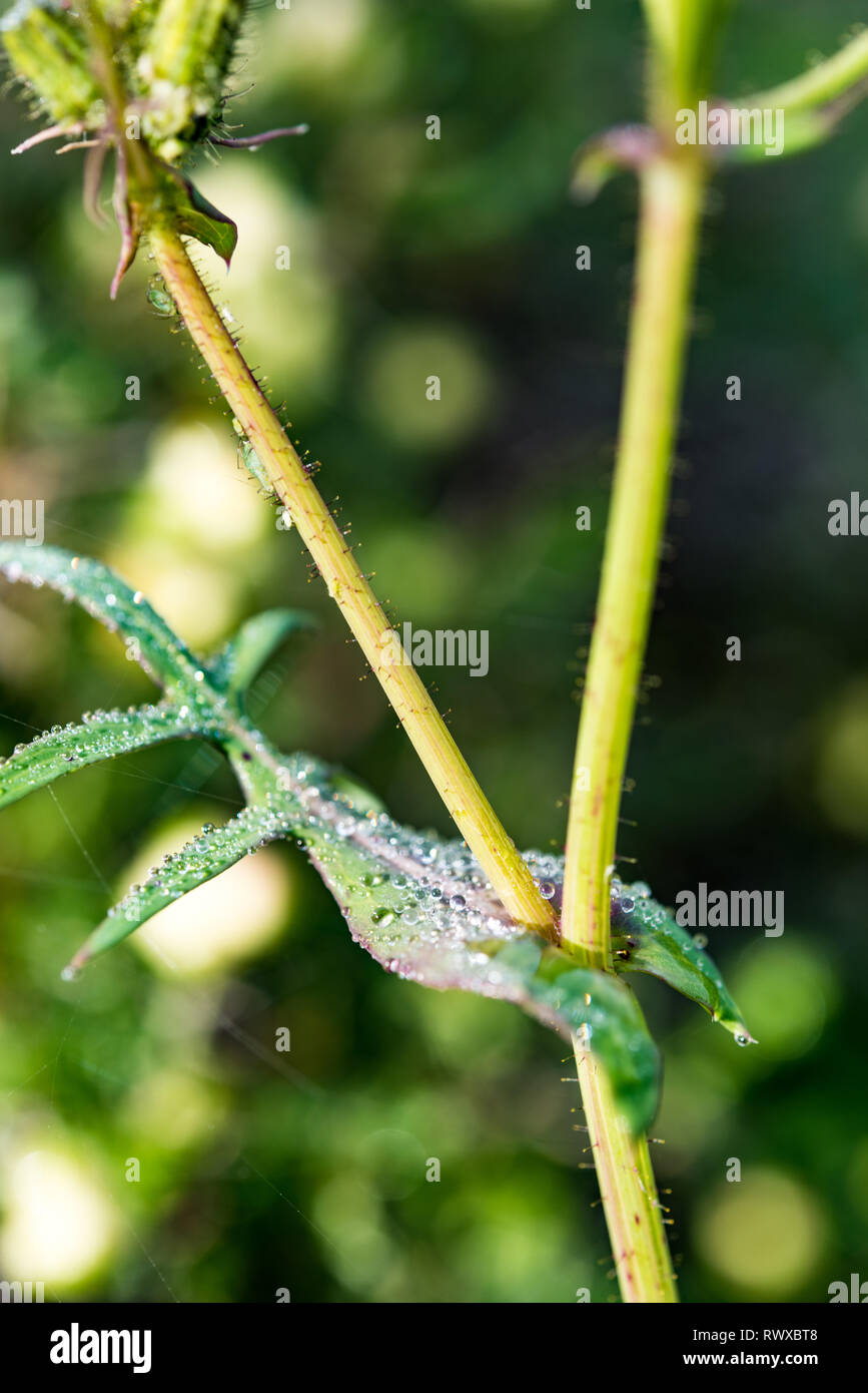 Morning dew forest wild herbs plants and grass Stock Photo - Alamy
