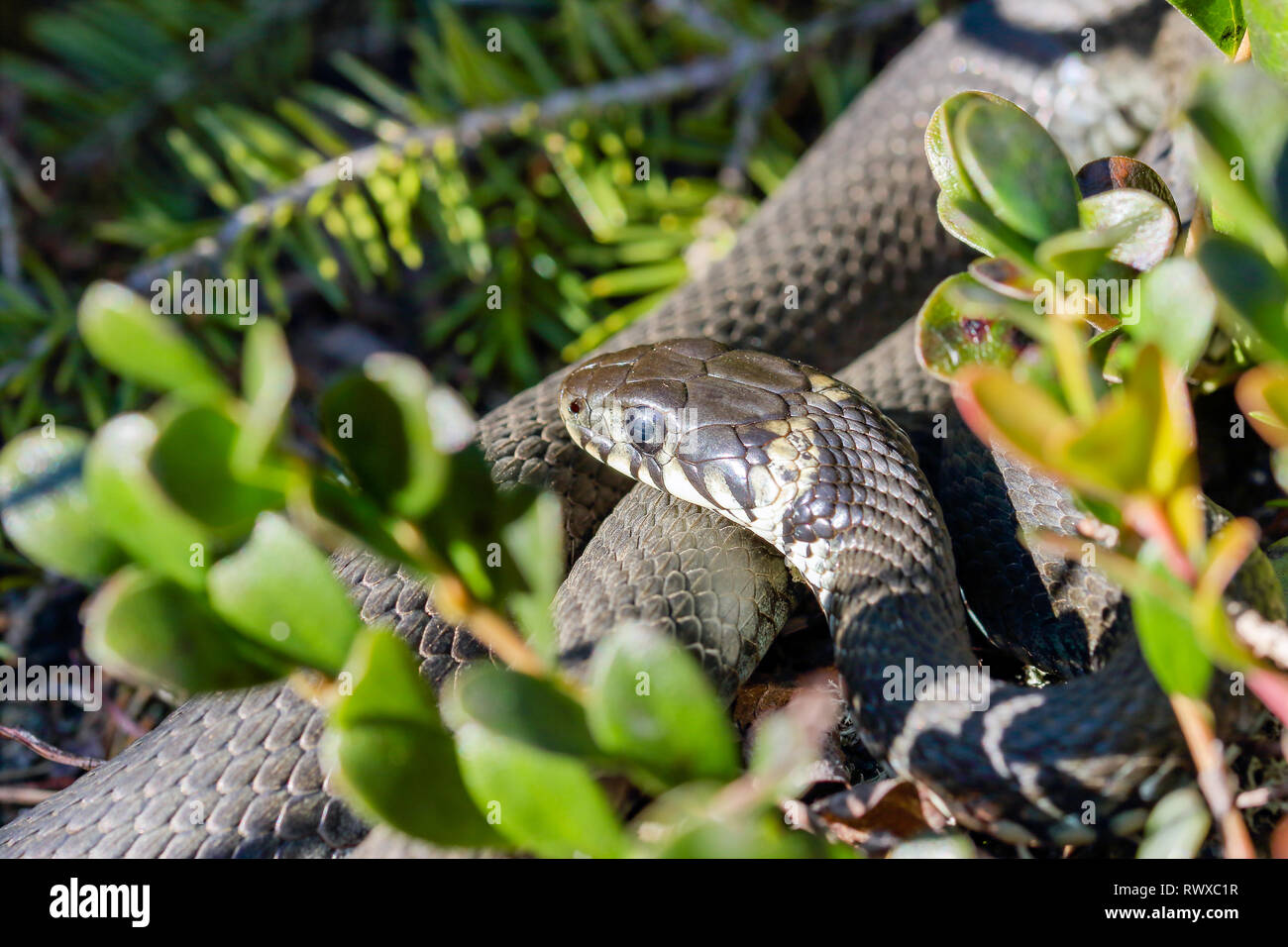 Grass snake snake hi-res stock photography and images - Alamy