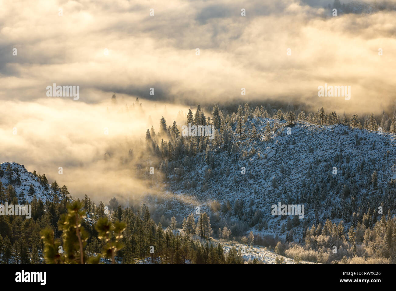 Light and inversion fog streaming through trees moving fast Stock Photo ...