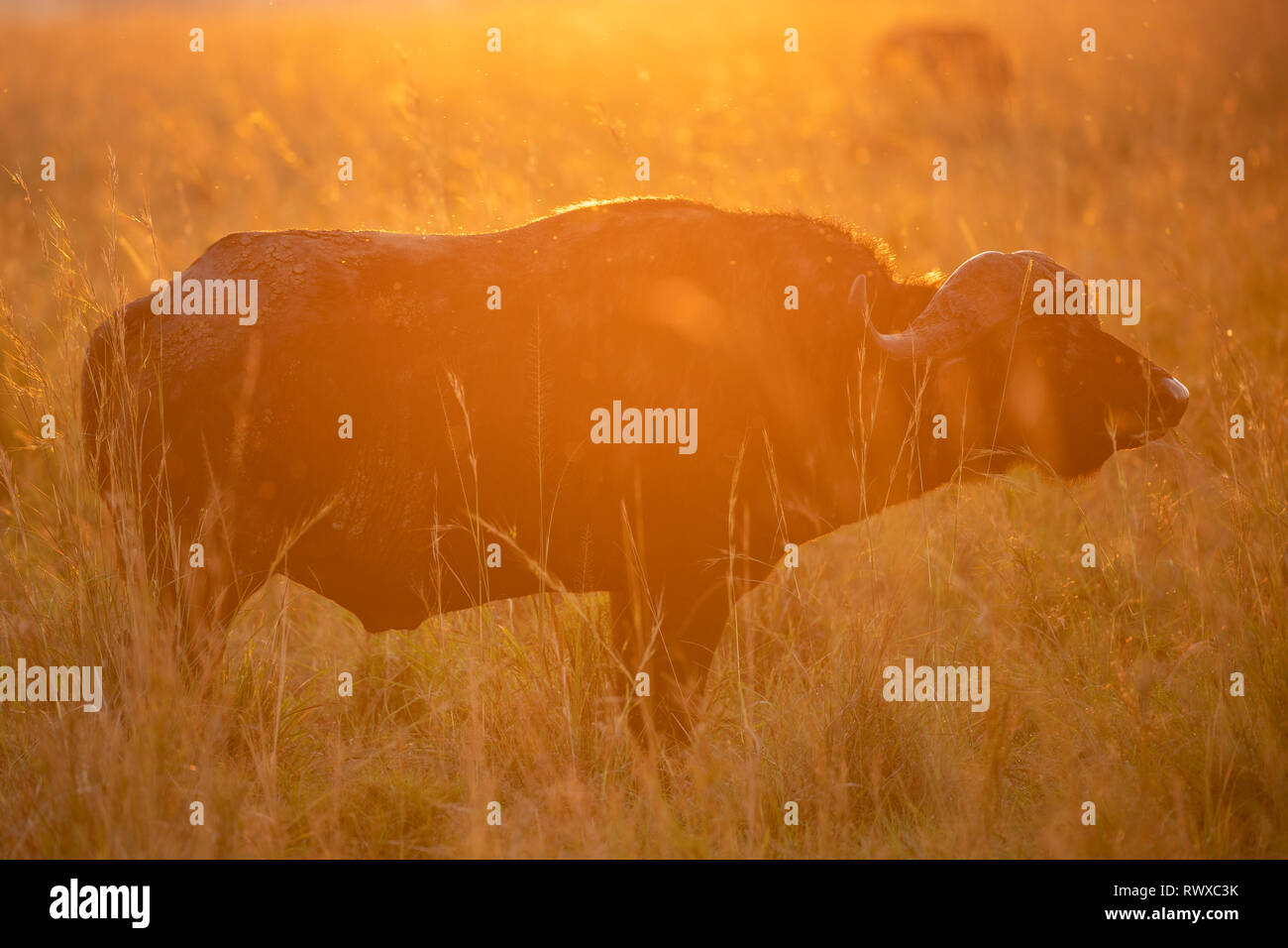 Buffalo at sunrise, Syncerus caffer, Kidepo Valley National Park ...