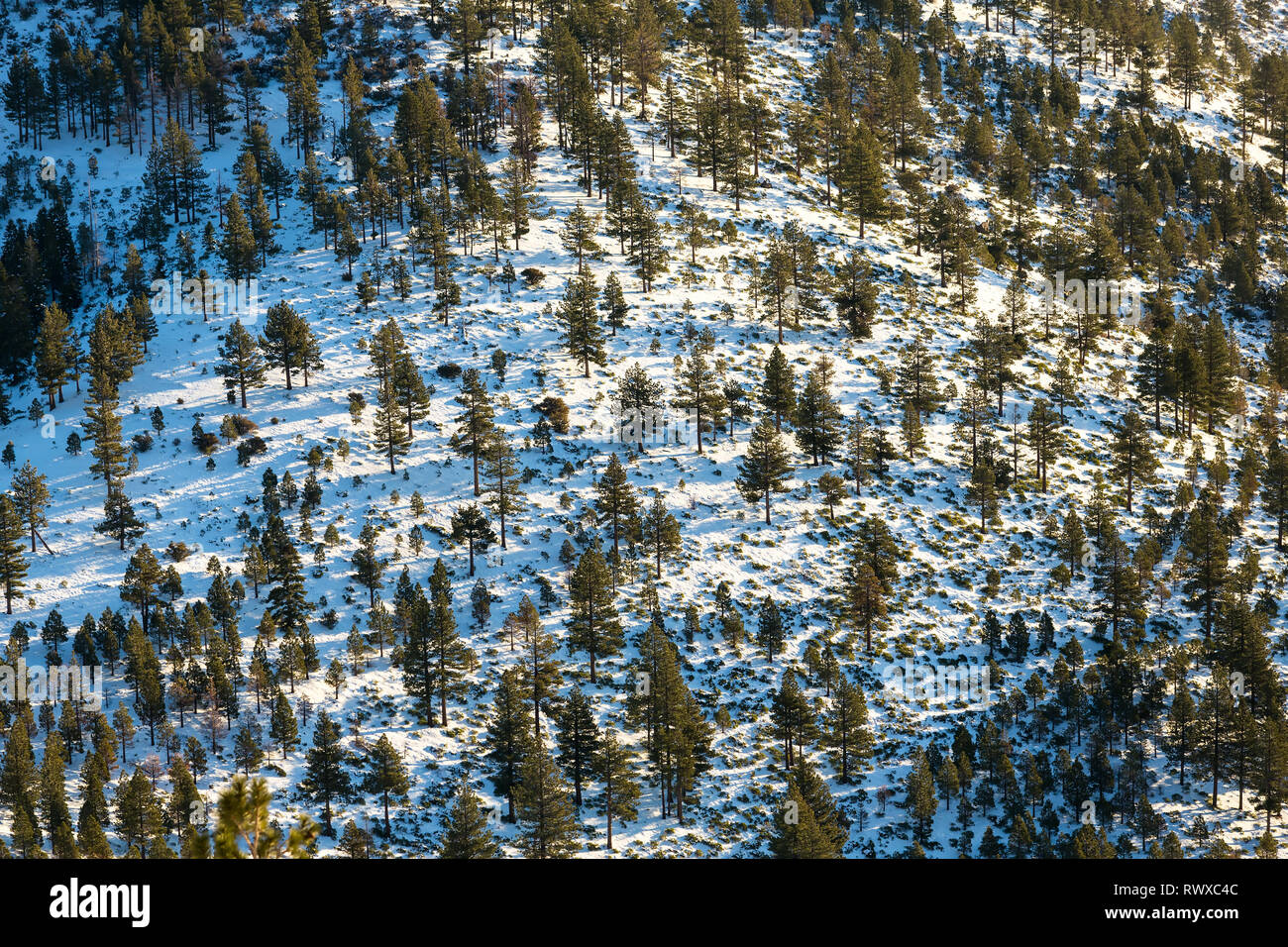 Snow covered hill with trees in the winter Stock Photo - Alamy