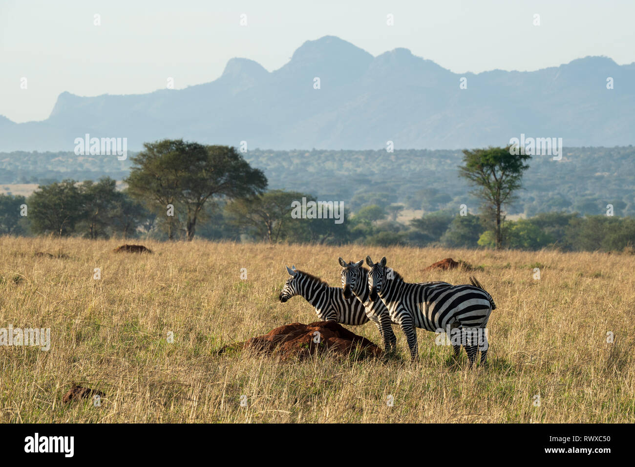 Burchell's zebra, Equus burchellii, Kidepo Valley National Park, Uganda ...