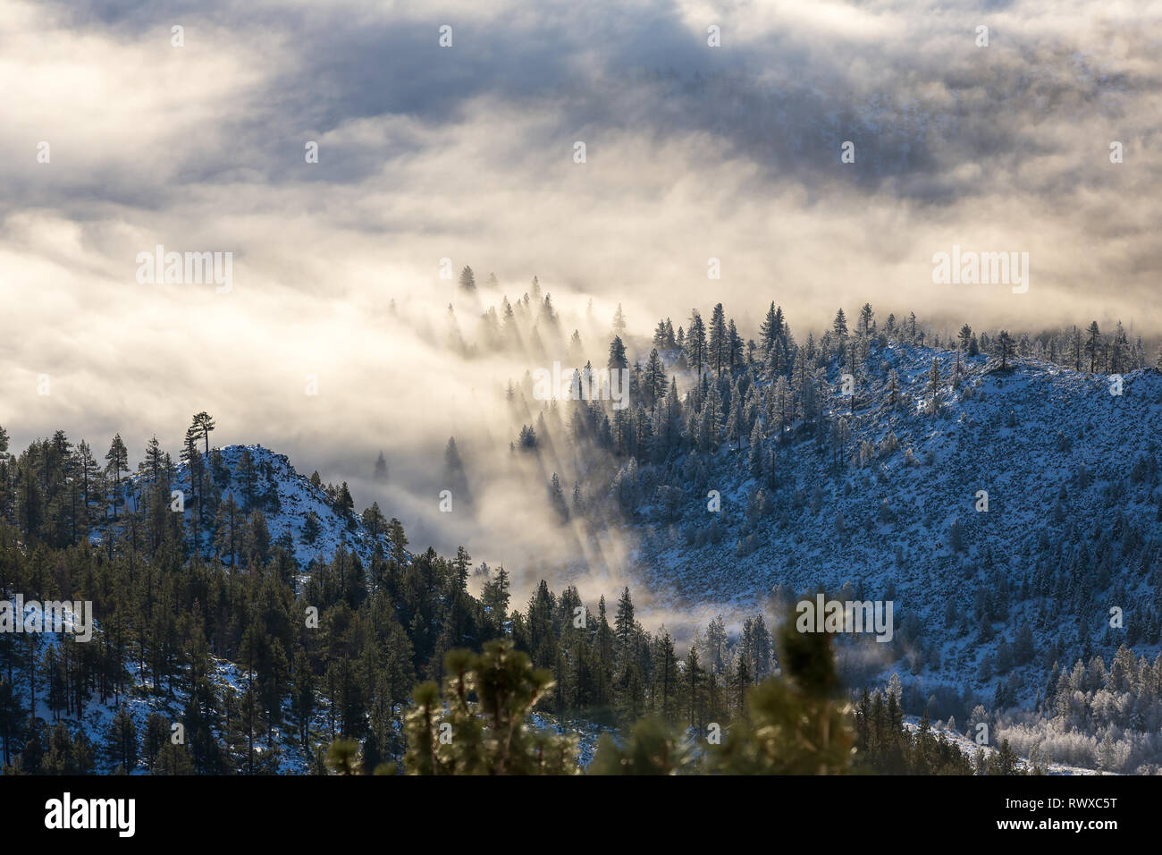 Light and inversion fog streaming through trees creating light rays ...