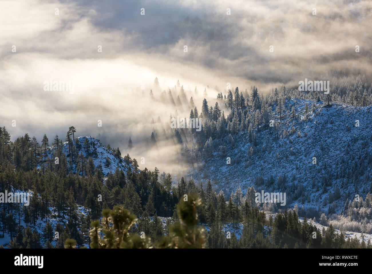 Light and inversion fog streaming through trees creating light rays ...