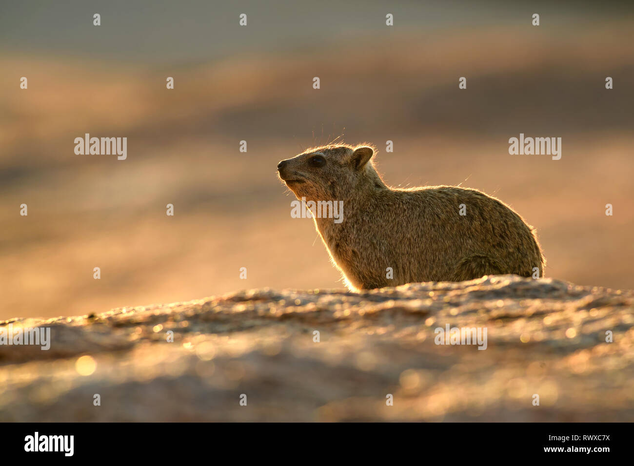Common Rock Hyrax - Procavia capensis, small mammal from African hillls ...