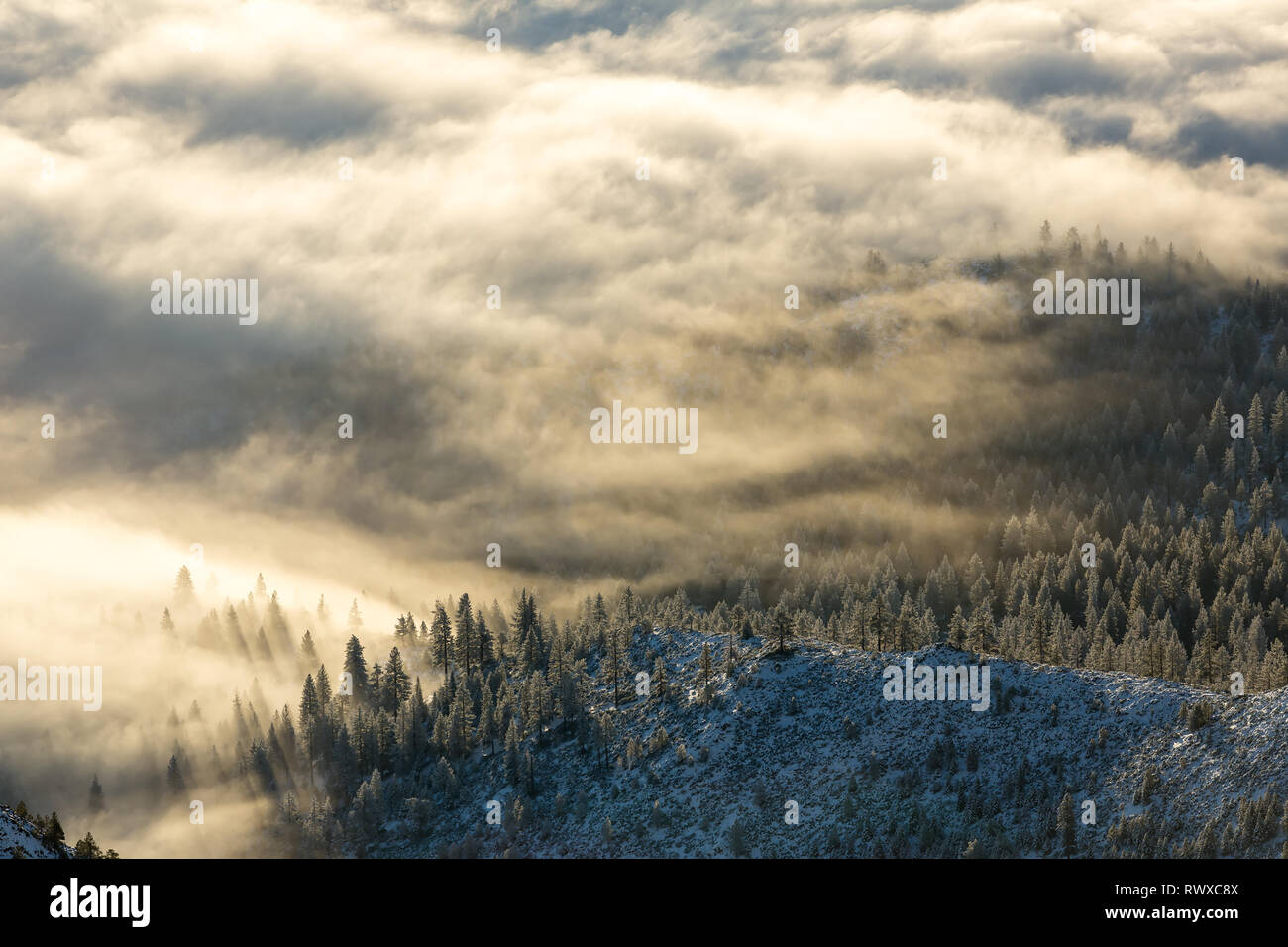 Light and inversion fog streaming through trees creating light rays ...