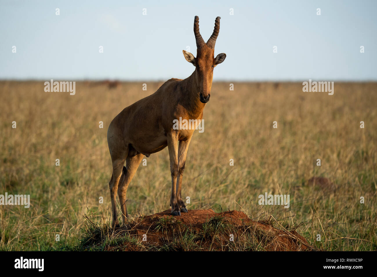 Jackson's Hartebeest standing on a termite mound, Alcelaphus buselaphus ...