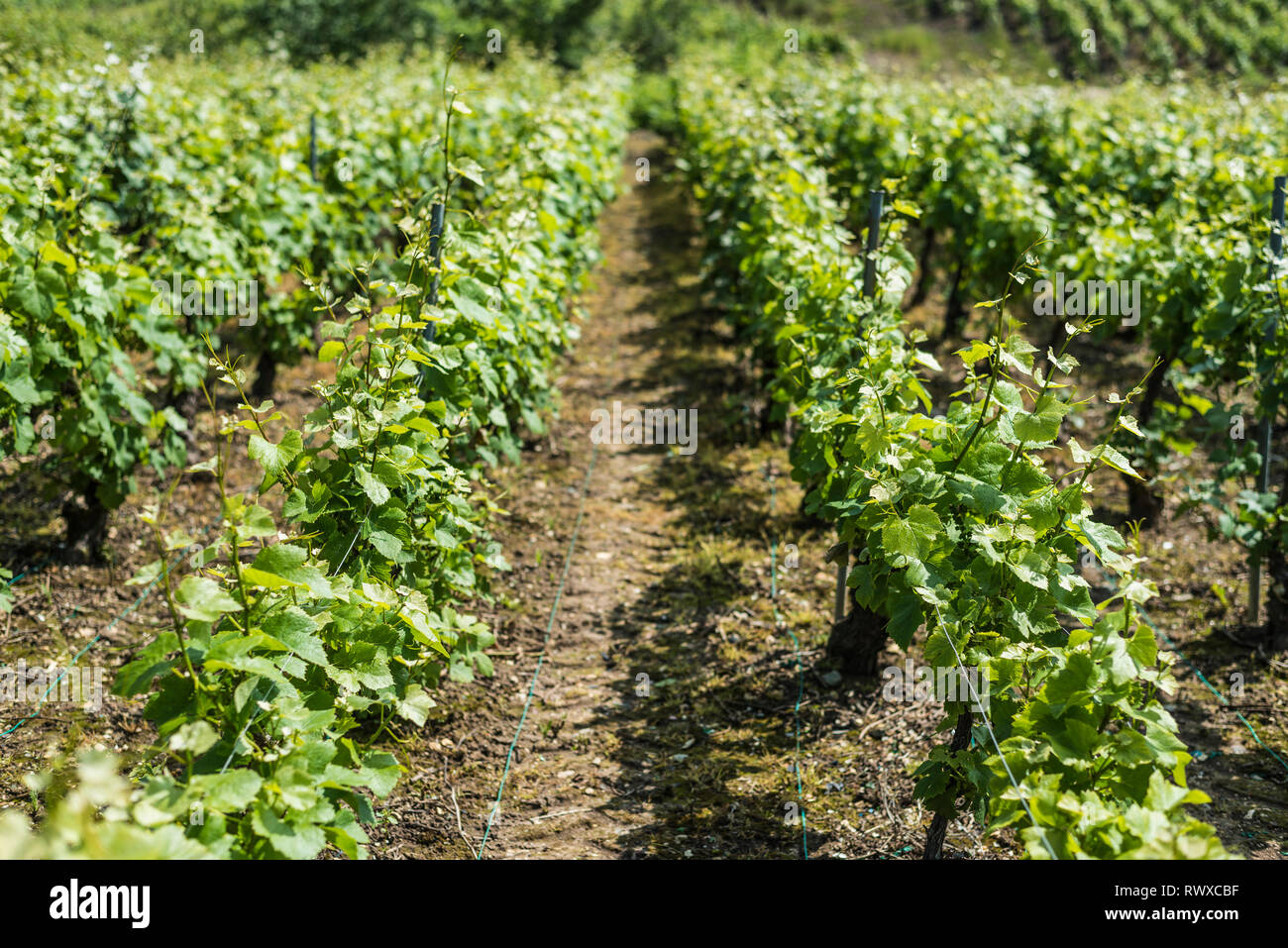 Ay village of champagne vineyards hi-res stock photography and images ...