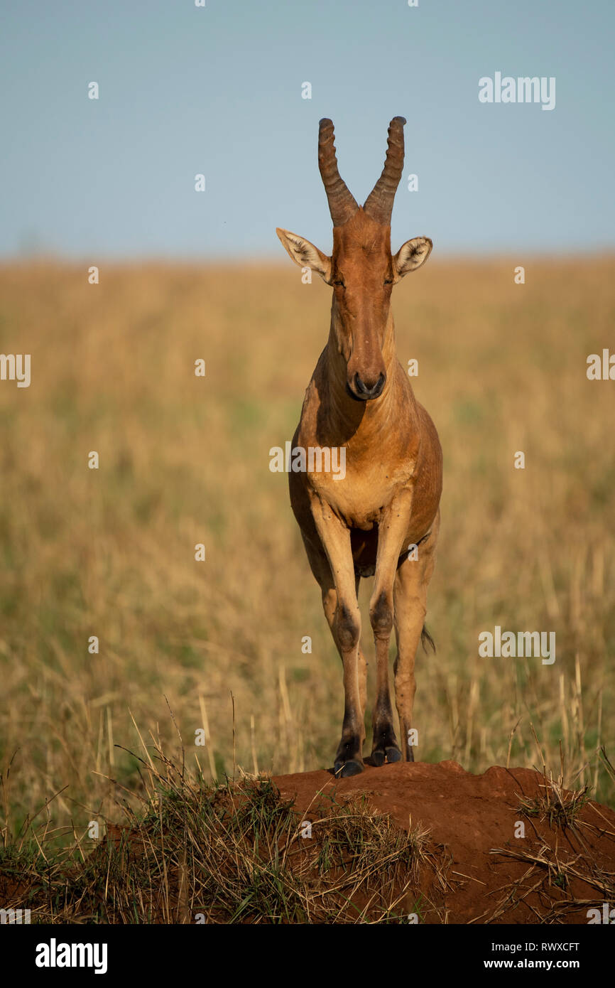 Jackson's Hartebeest standing on a termite mound, Alcelaphus buselaphus ...