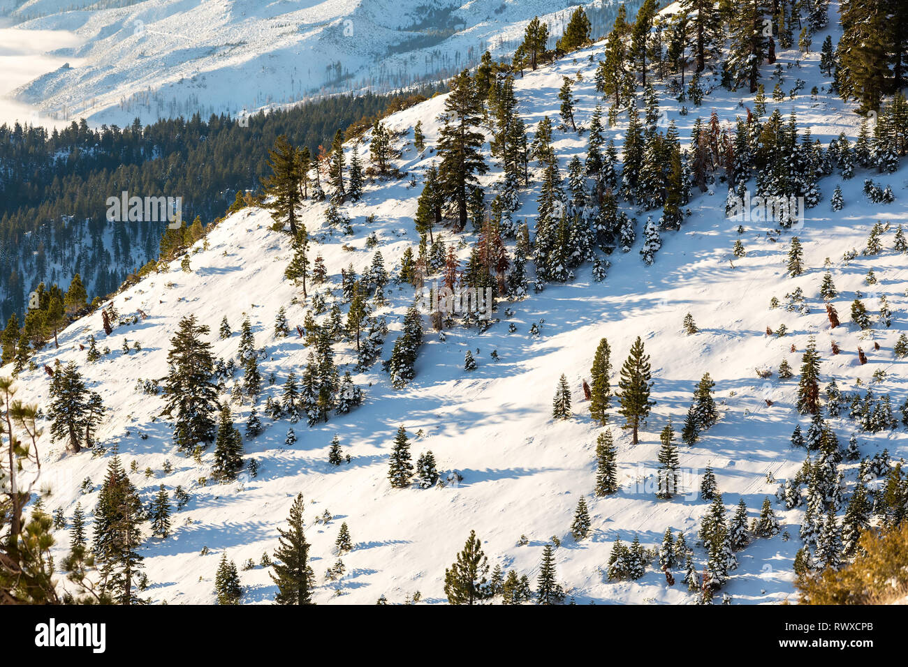Well lit trees hi-res stock photography and images - Alamy