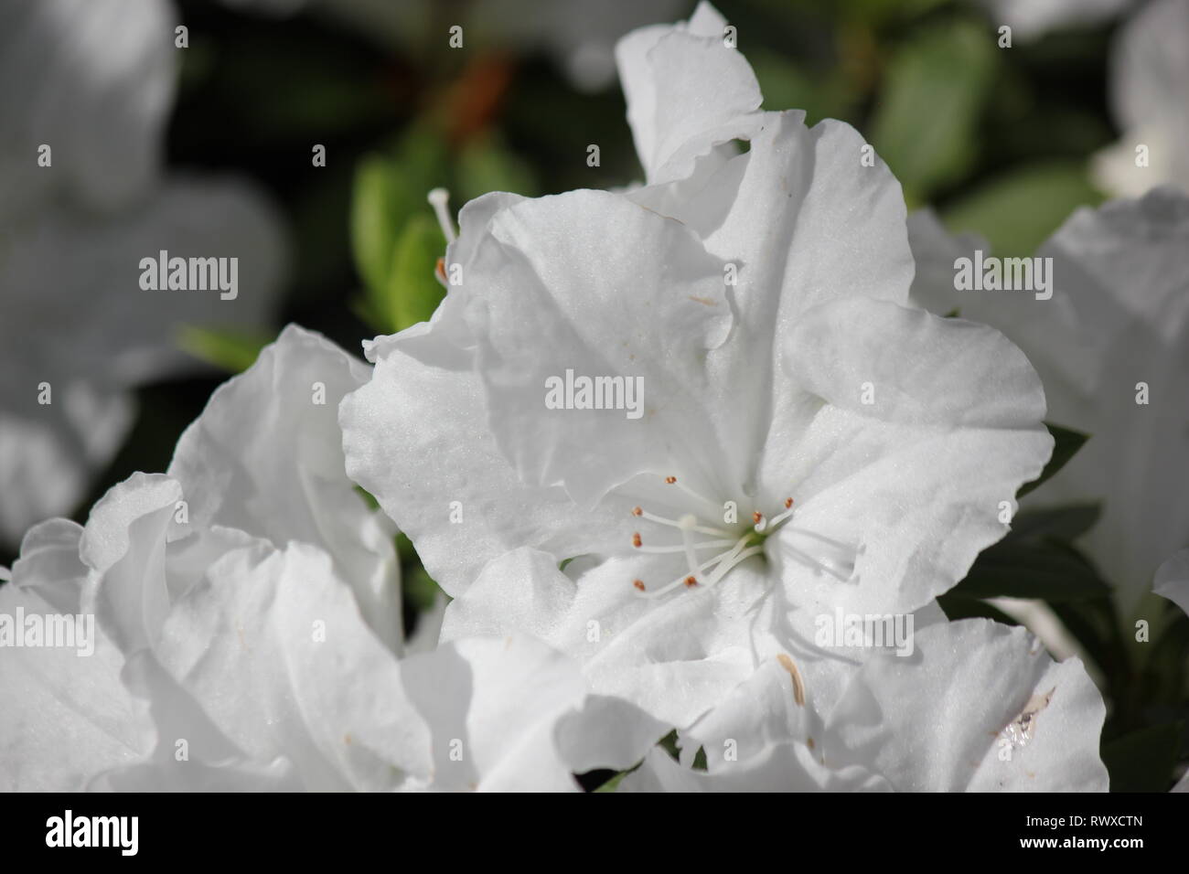 White azalea rhododendron spring flowers on a bush Stock Photo - Alamy