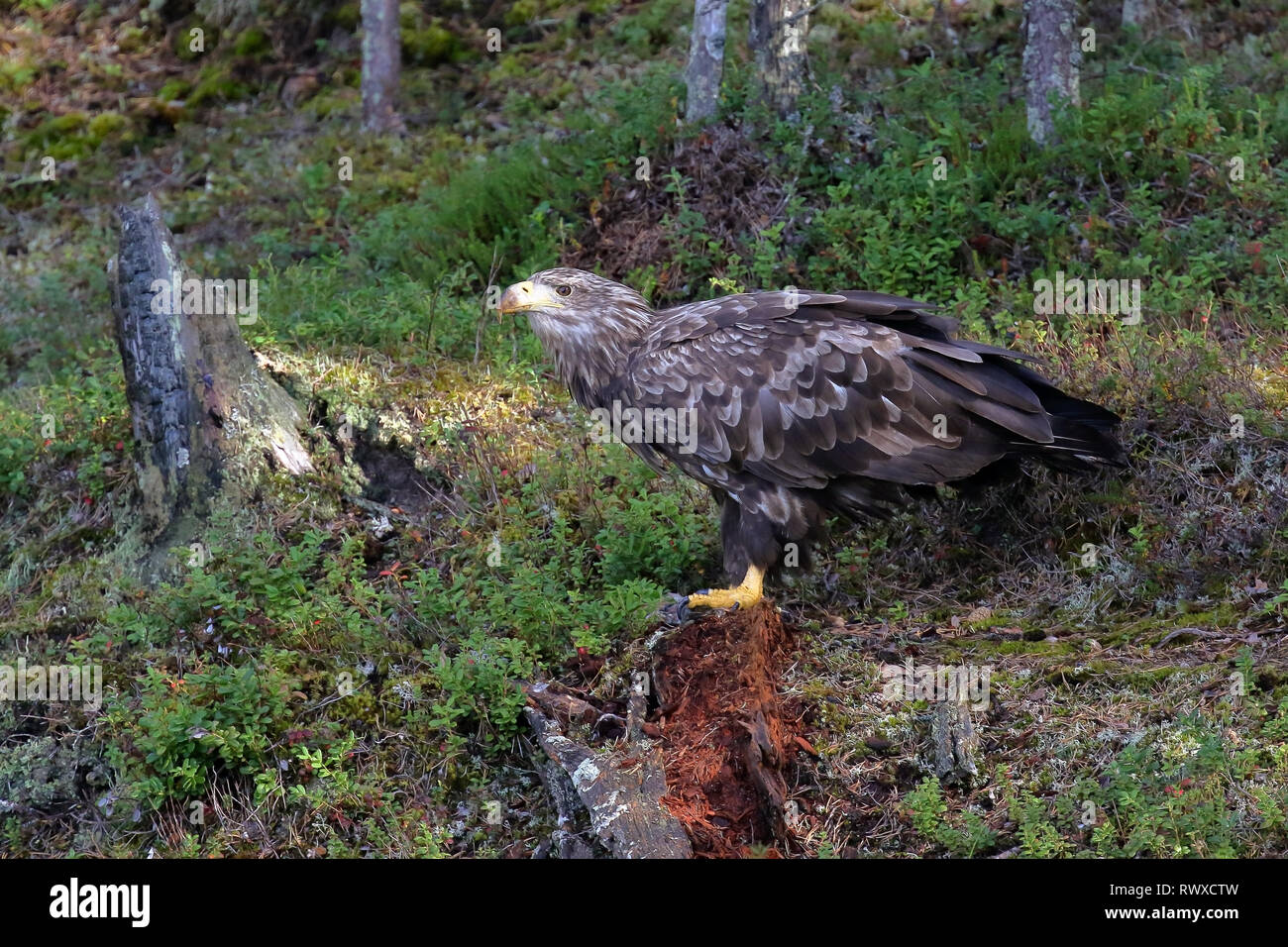 White tailed sea eagle landing hi-res stock photography and images - Alamy