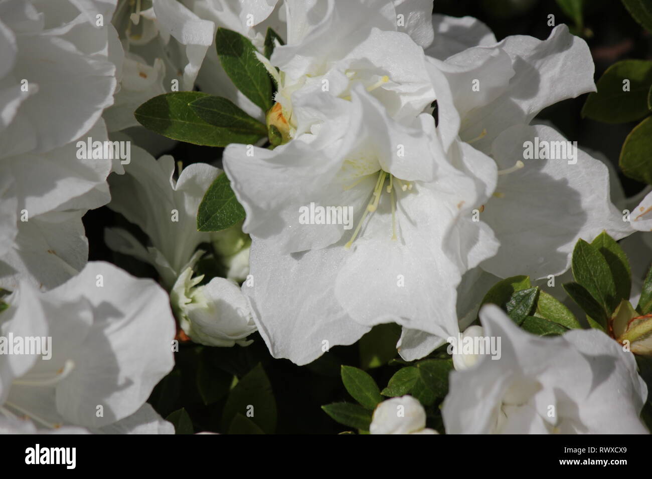White azalea rhododendron spring flowers on a bush Stock Photo - Alamy