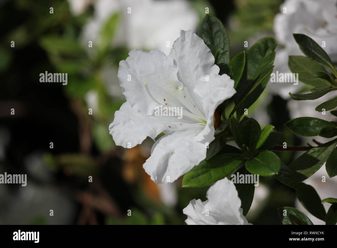 White azalea rhododendron spring flowers on a bush Stock Photo - Alamy
