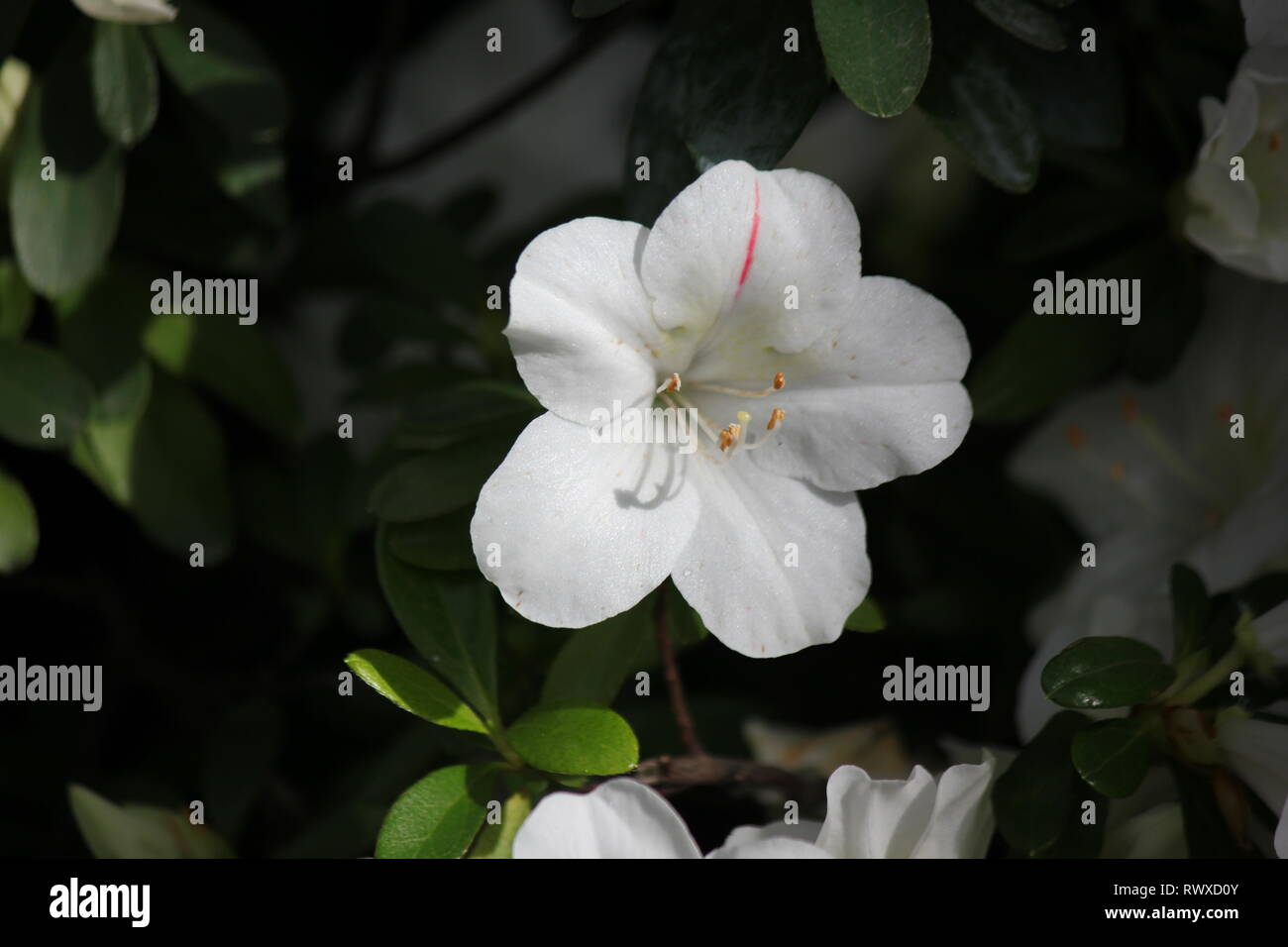 White azalea rhododendron spring flowers on a bush Stock Photo - Alamy