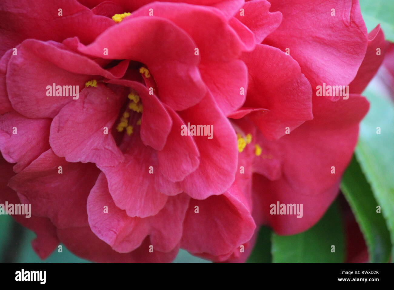 Common red camellia, Japanese camellia, Camellia japonica, or tsubaki ...