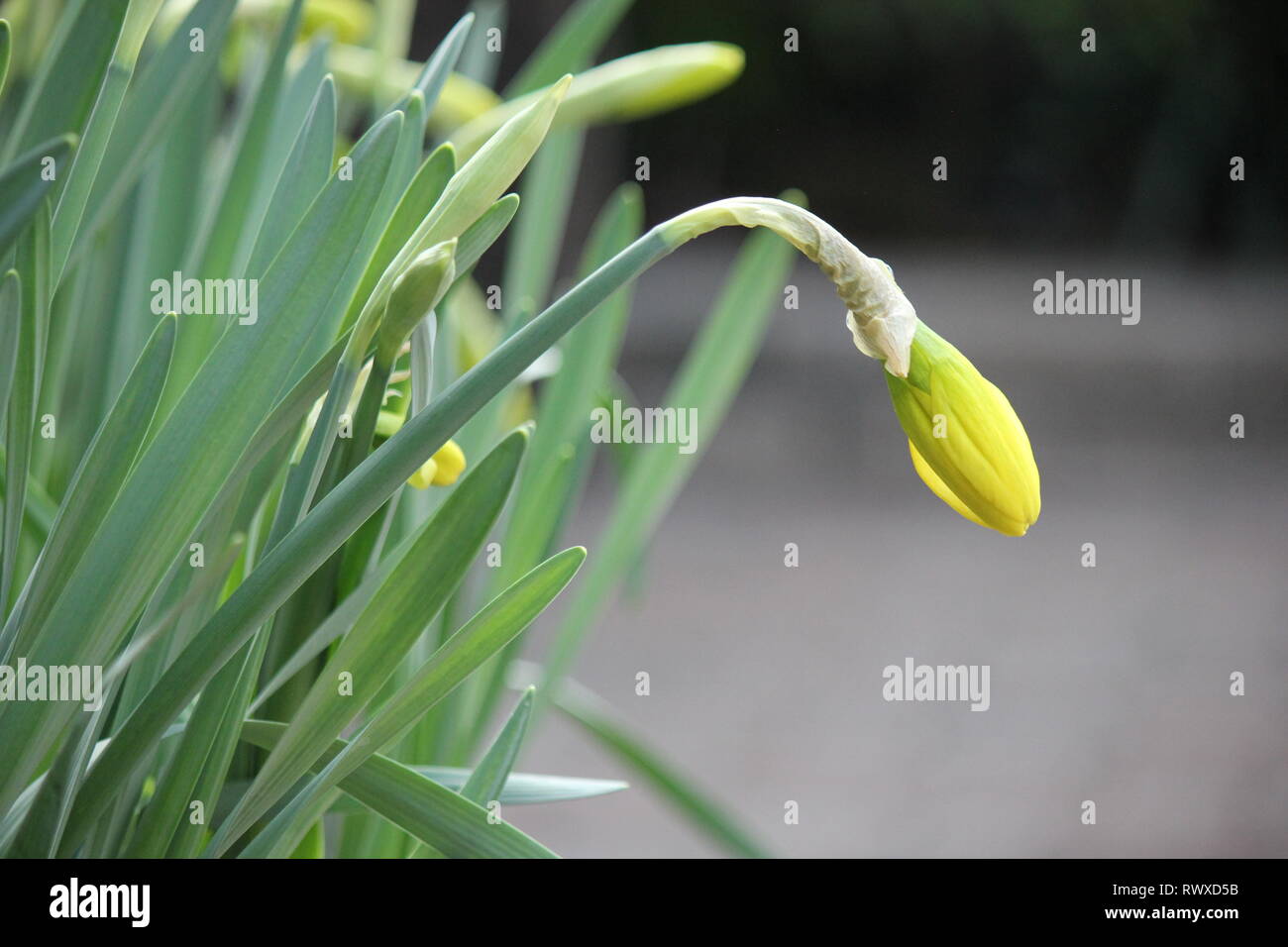 Spring daffodil yellow flower bud, narcissus, gigantic star ...