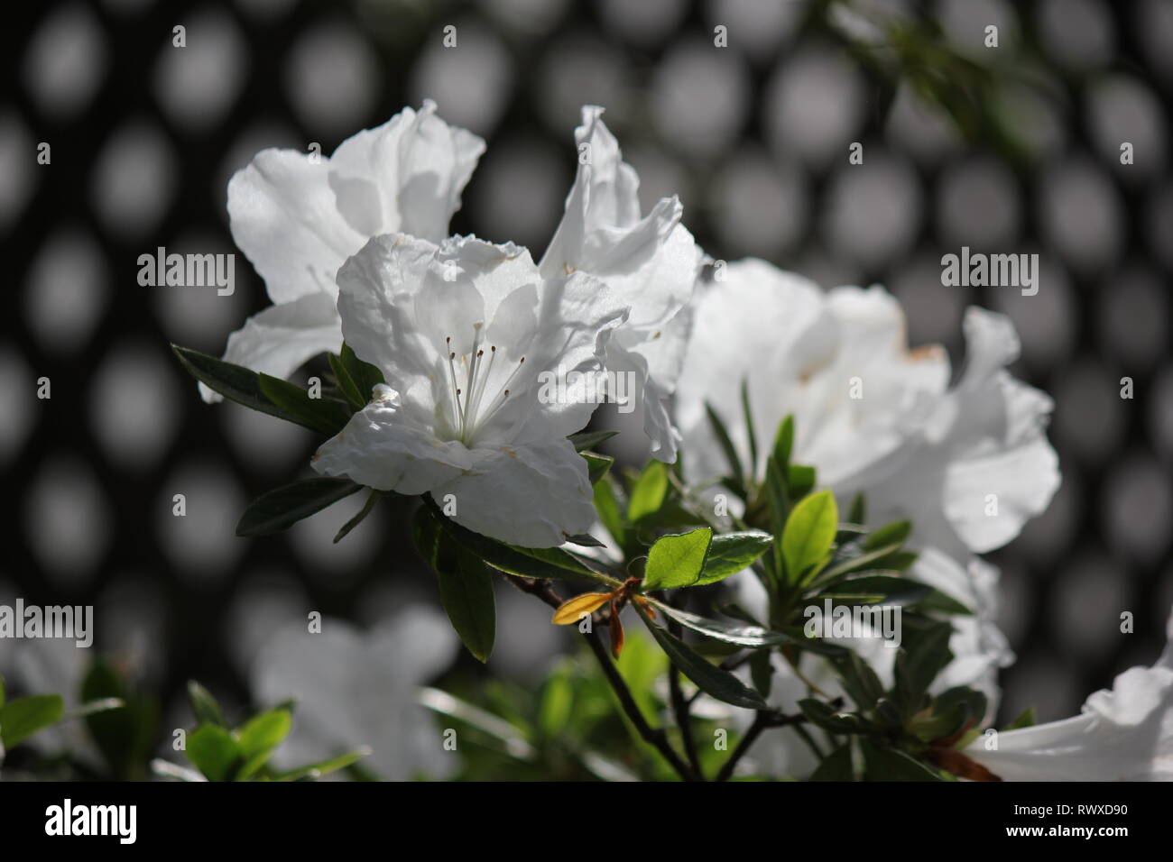 Standard azalea hi-res stock photography and images - Alamy