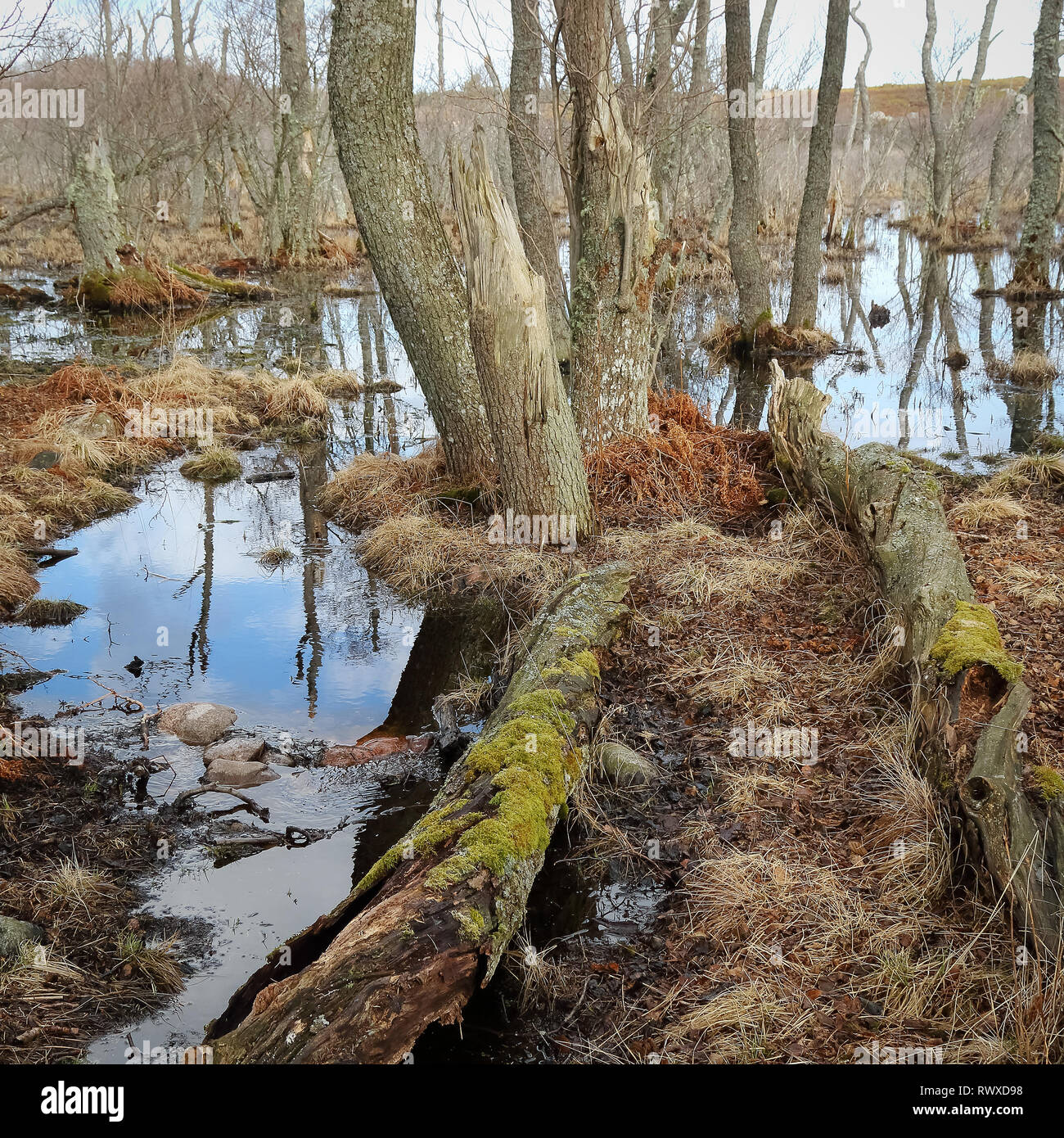Cajeput tree hi-res stock photography and images - Alamy