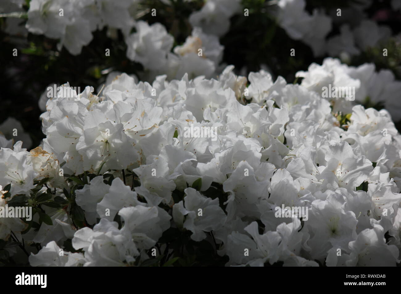 White azalea rhododendron spring flowers on a bush Stock Photo - Alamy