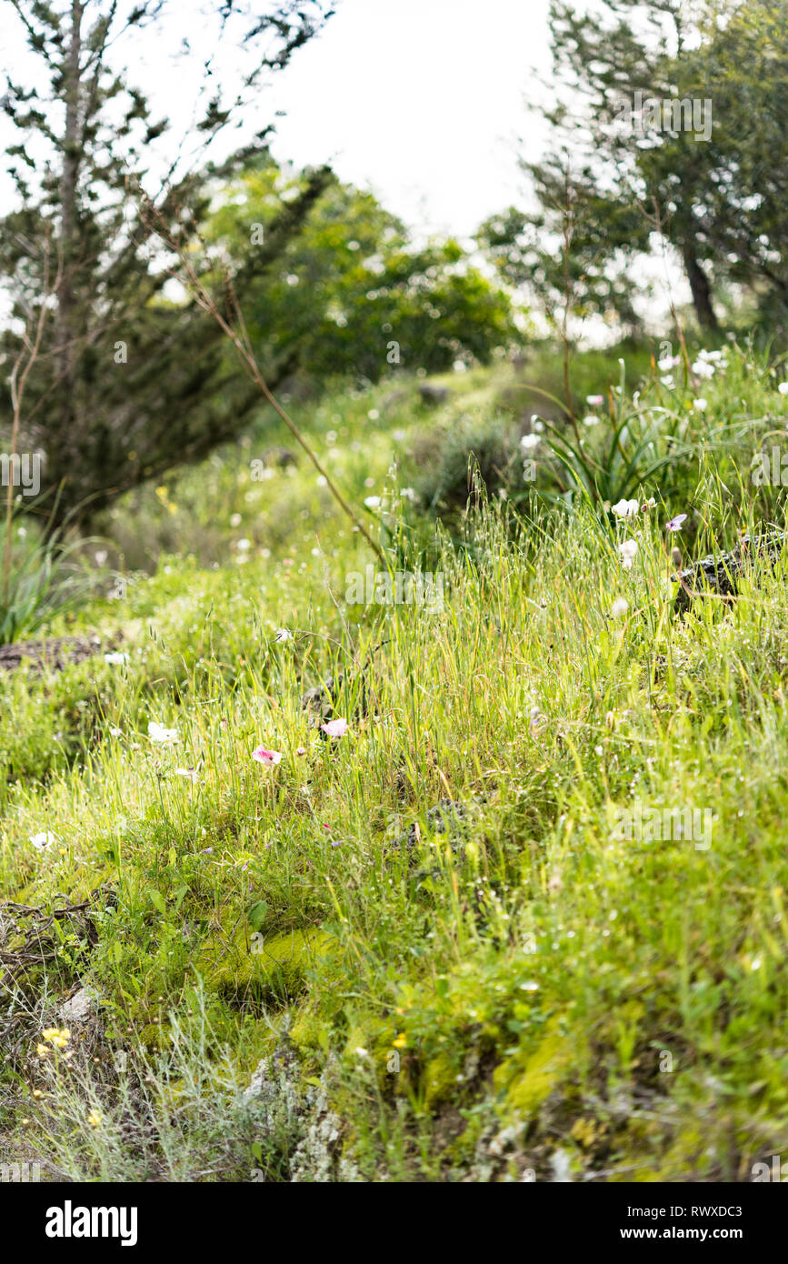 Morning dew forest wild herbs plants and grass Stock Photo - Alamy