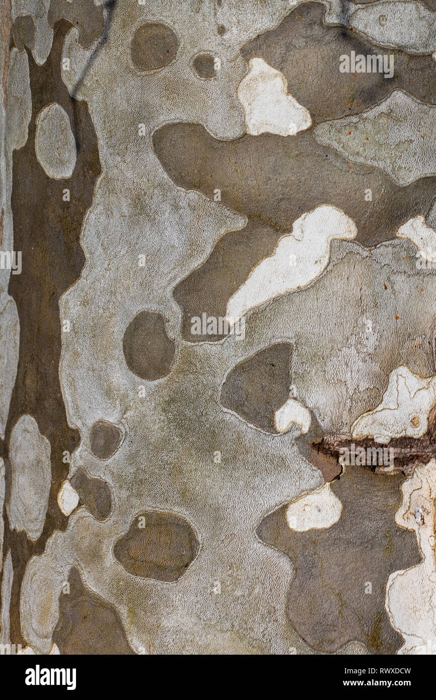 the typical patches of the plane tree bark form a military camouflage ...