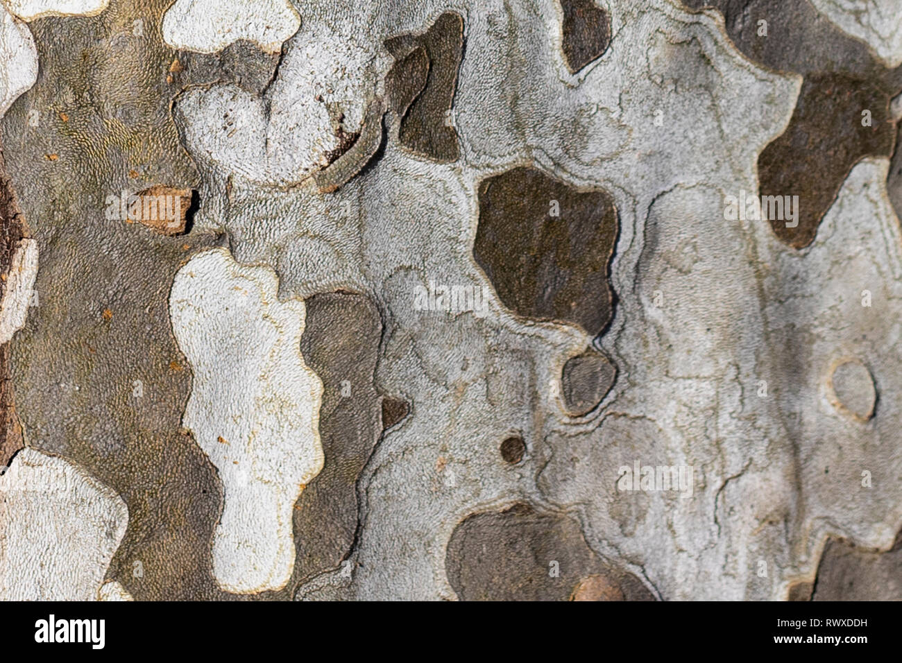 the typical patches of the plane tree bark form a military camouflage ...
