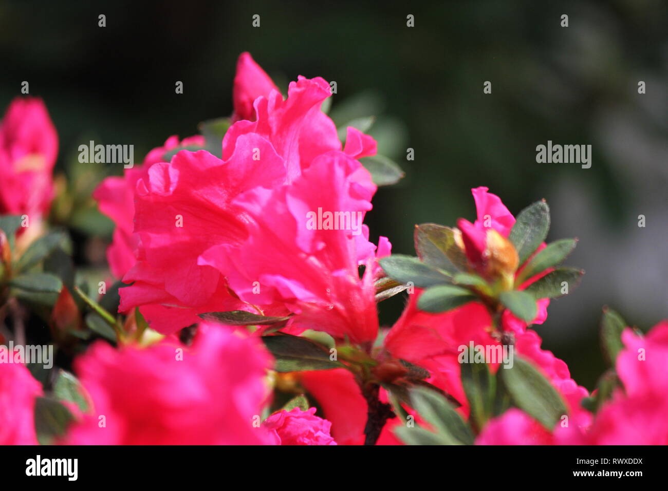 Rhododendron 'Red Wing' azalea spring flower in full bloom Stock Photo ...