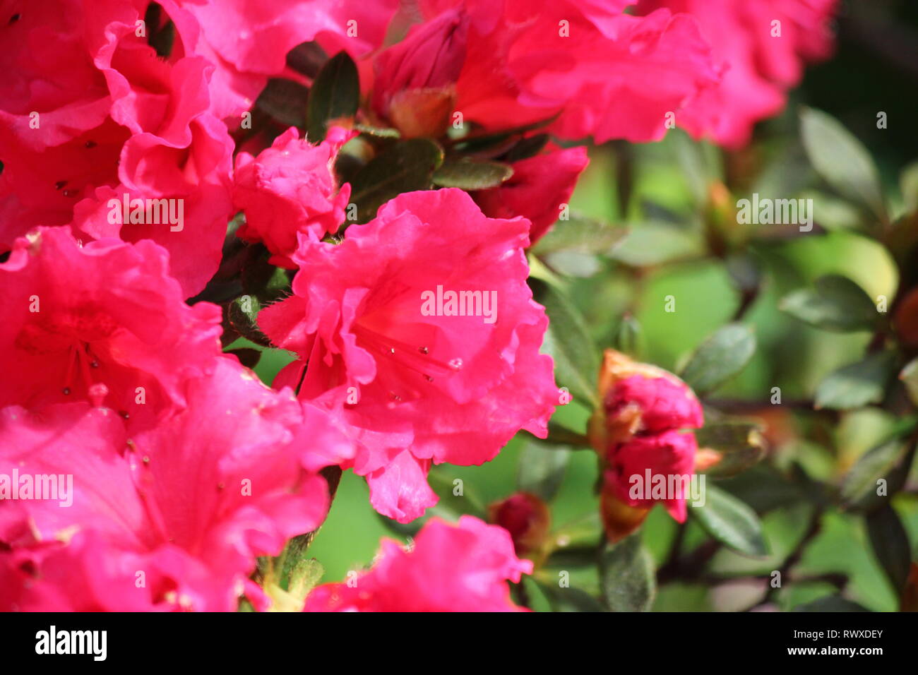 Standard azalea hi-res stock photography and images - Alamy