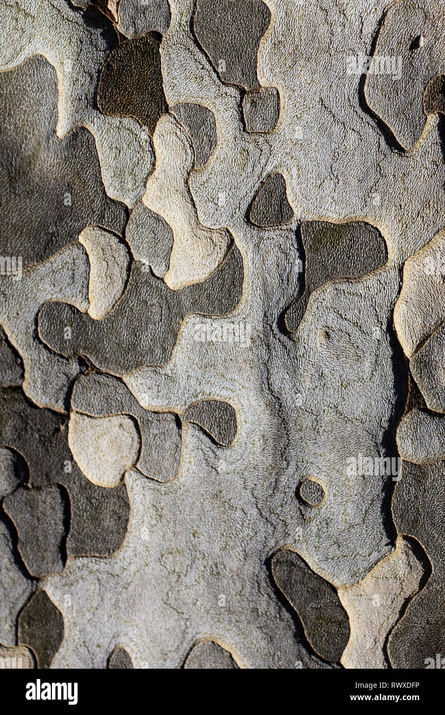 the typical patches of the plane tree bark form a military camouflage ...