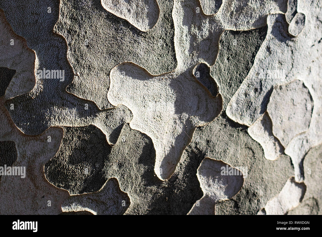 the typical patches of the plane tree bark form a military camouflage ...