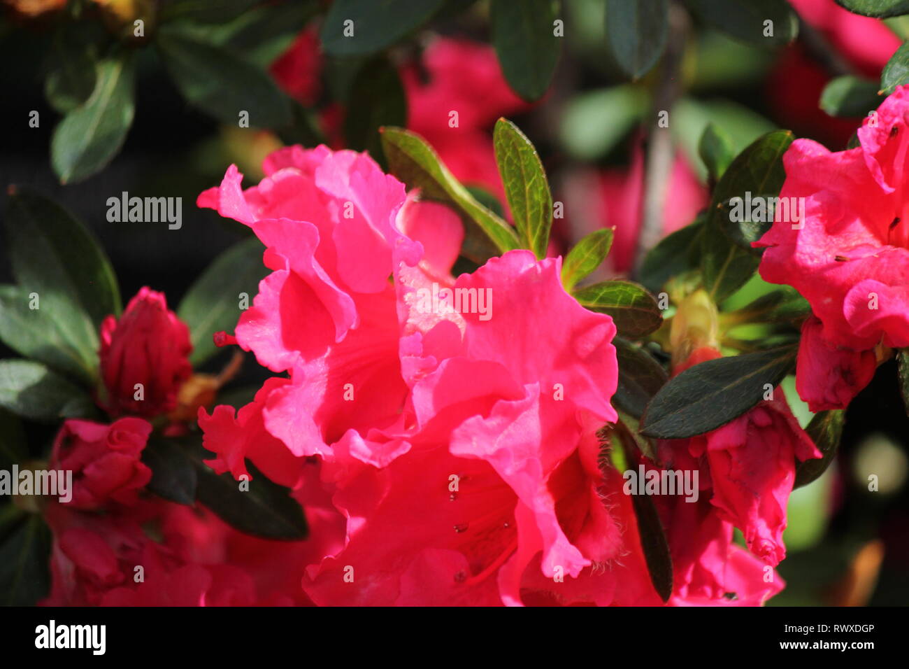 Rhododendron 'Red Wing' azalea spring flower in full bloom Stock Photo ...